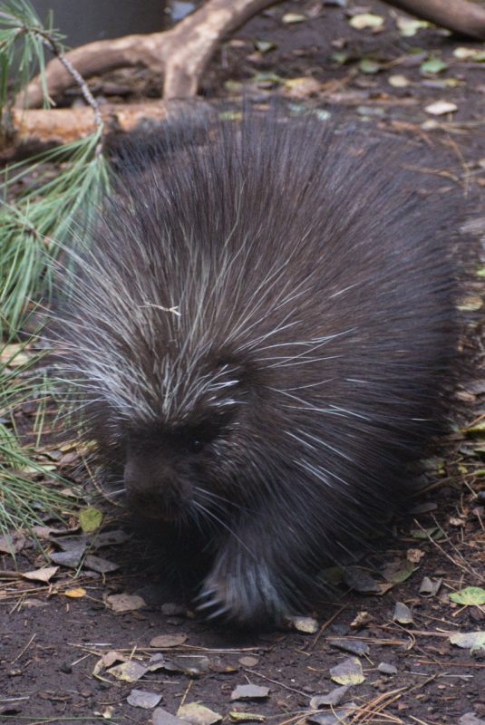 Lava walk | kimandtodd.com